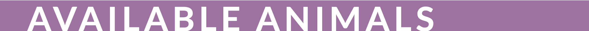 Available Animals - Oshkosh Area Humane Society