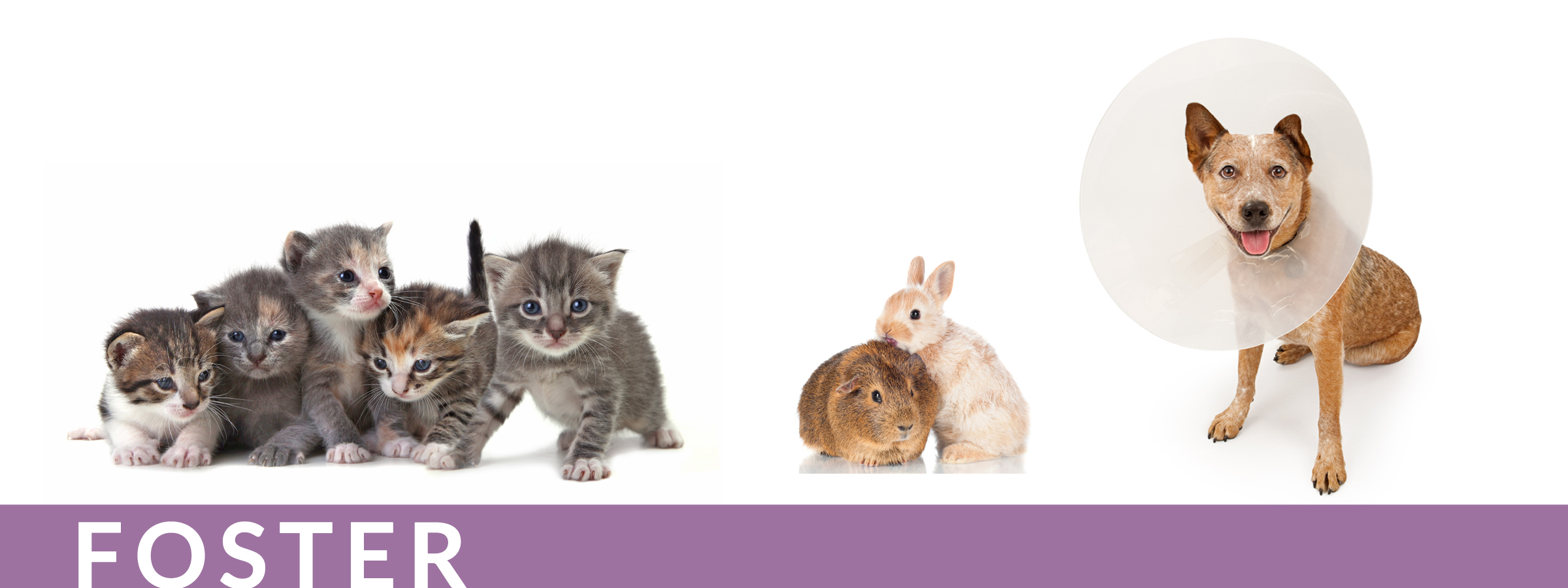 Foster - Oshkosh Area Humane Society