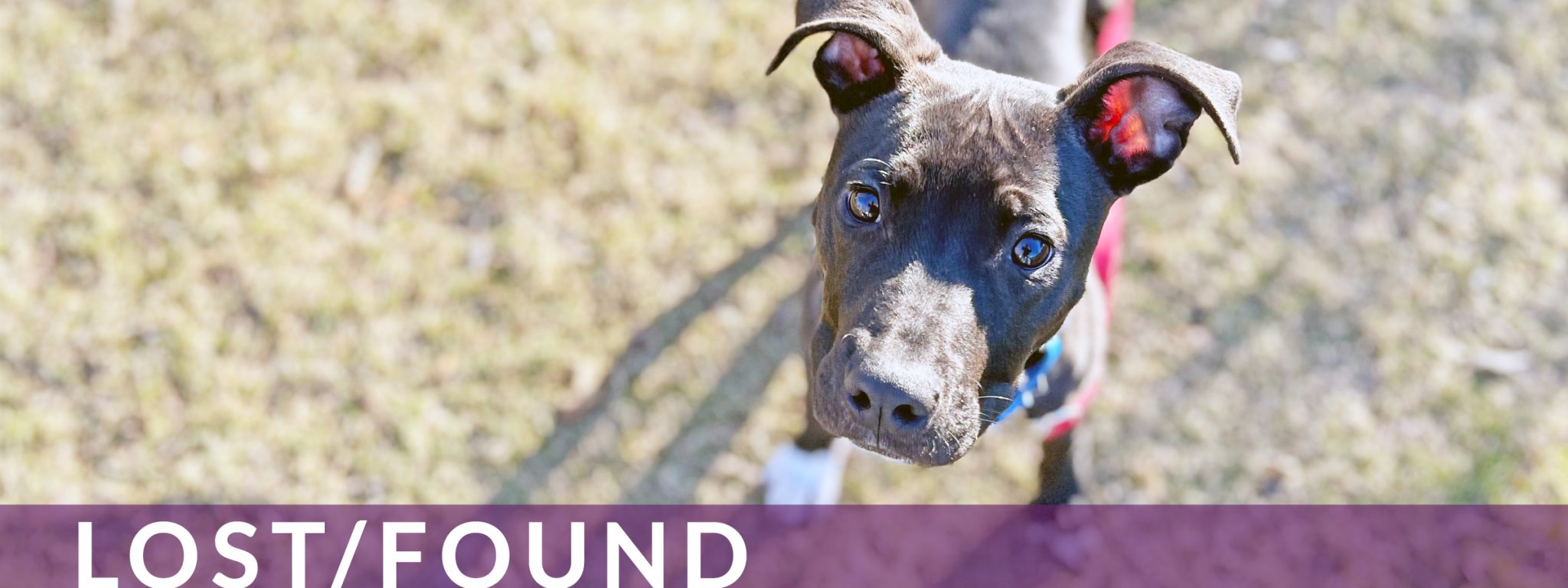 Lost/Found - Oshkosh Area Humane Society