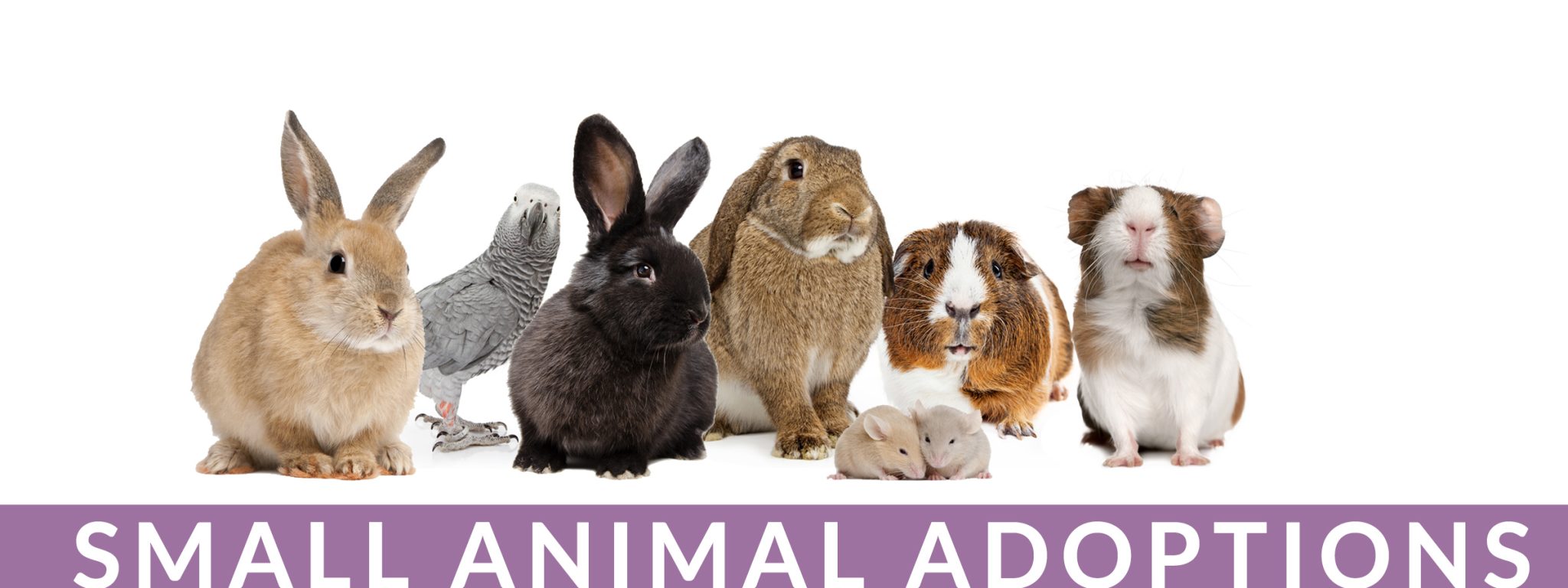 Small Animal Adoption Process - Oshkosh Area Humane Society