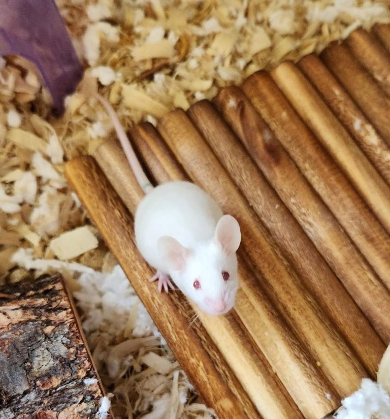 Mice for Adoption - Oshkosh Area Humane Society