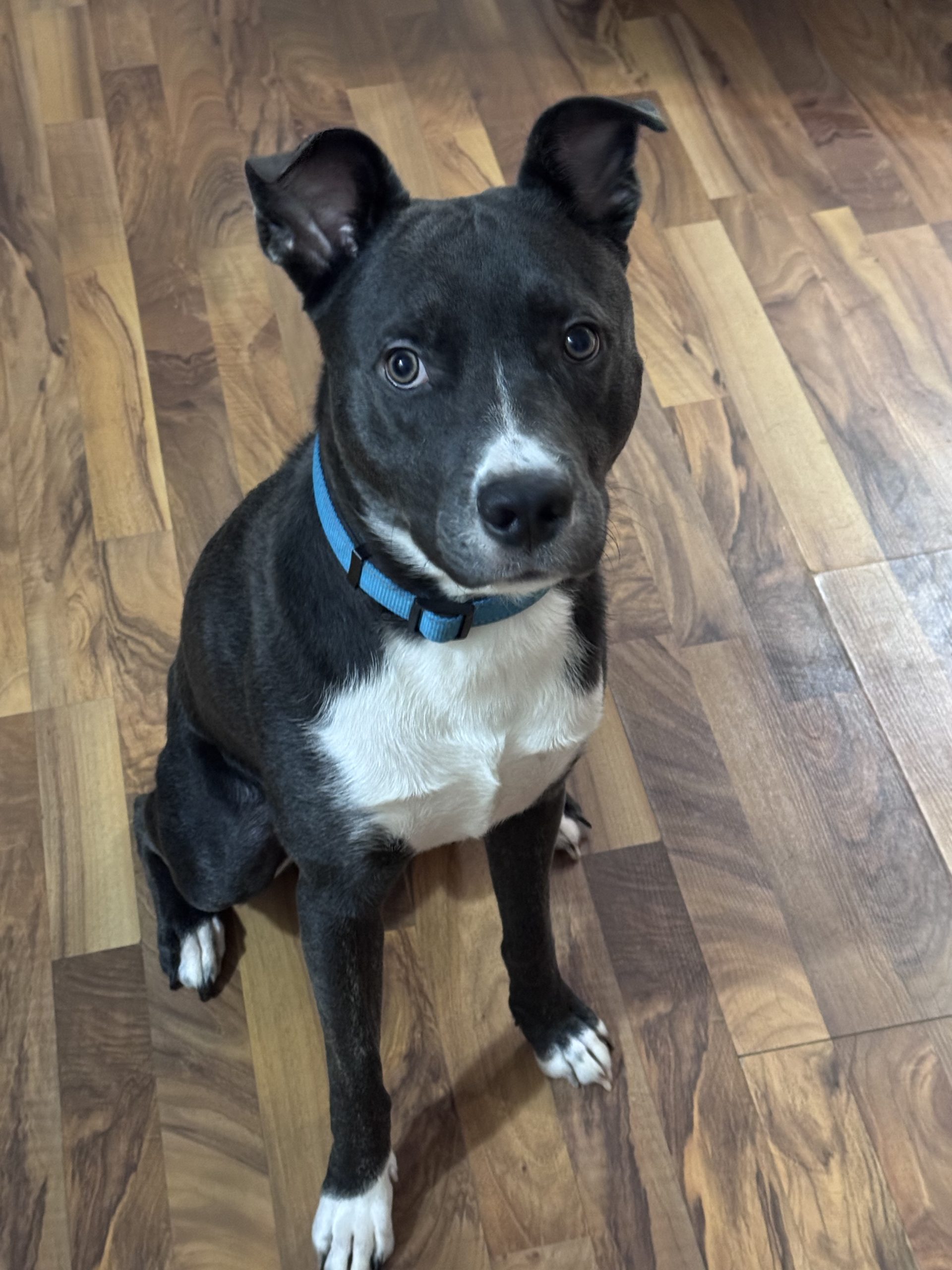 Blu - Oshkosh Area Humane Society