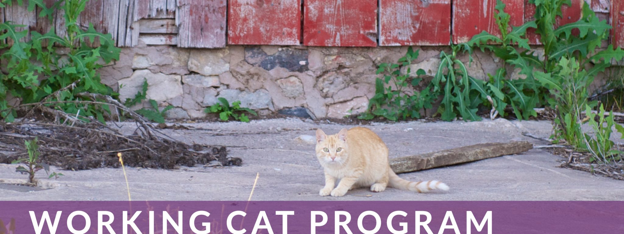 Working Cat Program - Oshkosh Area Humane Society