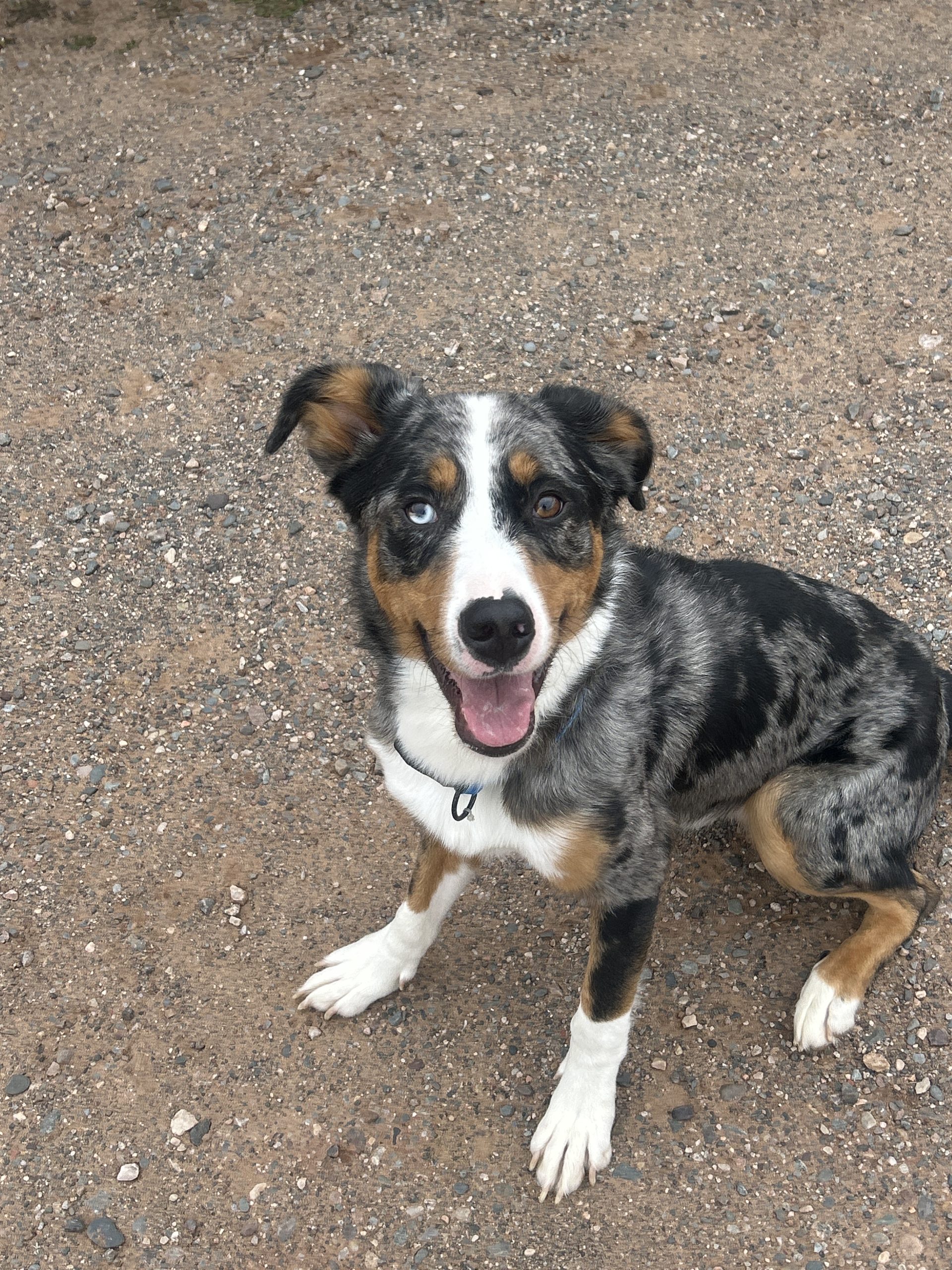 Ace - Oshkosh Area Humane Society