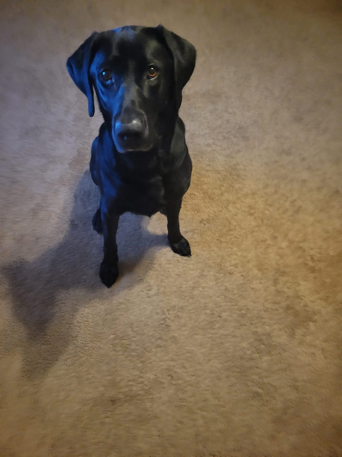 Ace - Oshkosh Area Humane Society