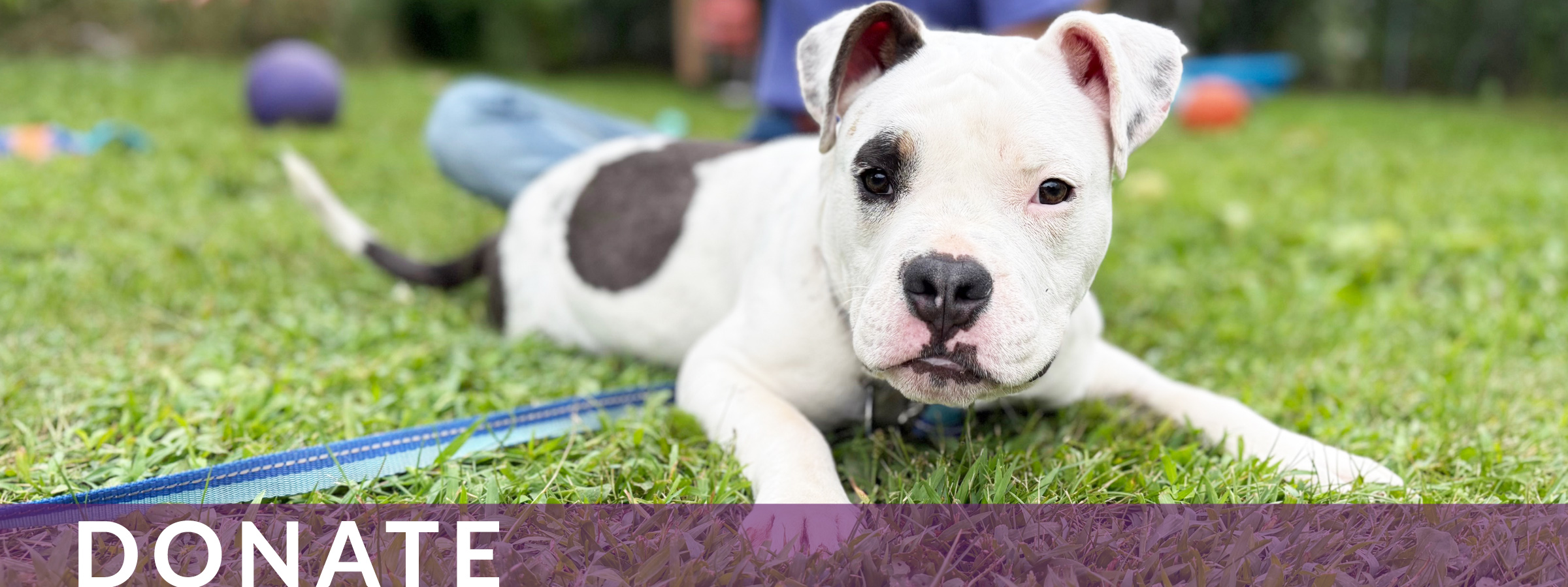 Donate - Oshkosh Area Humane Society